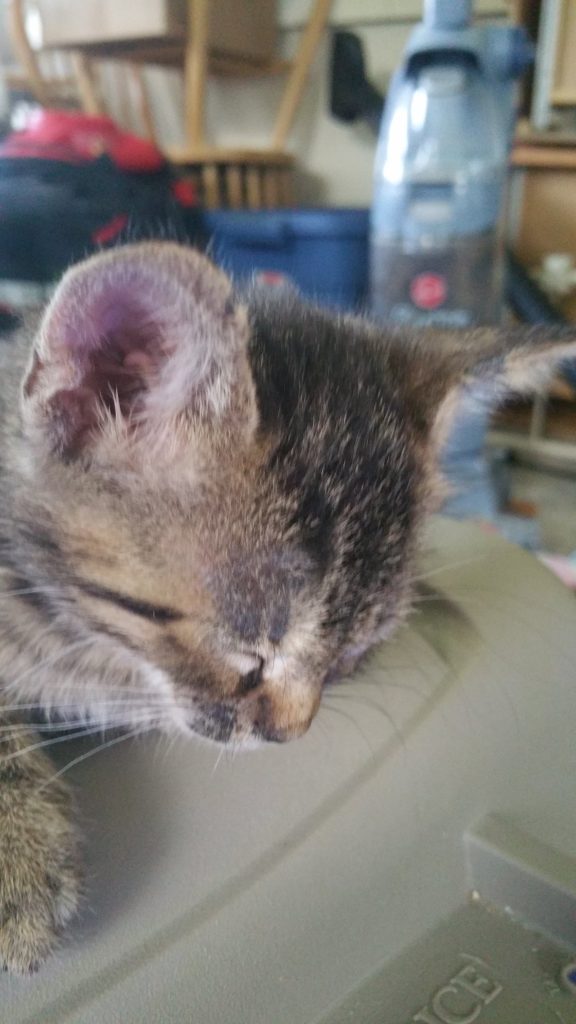 Understanding Feline Ringworm Glow – Fostering Cats