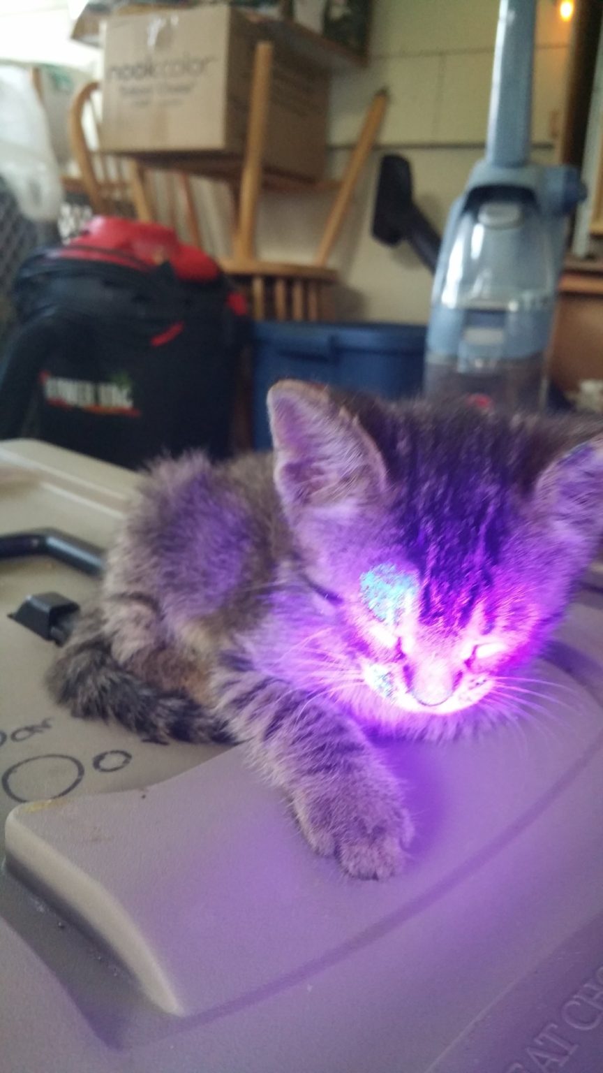 Understanding Feline Ringworm Glow – Fostering Cats