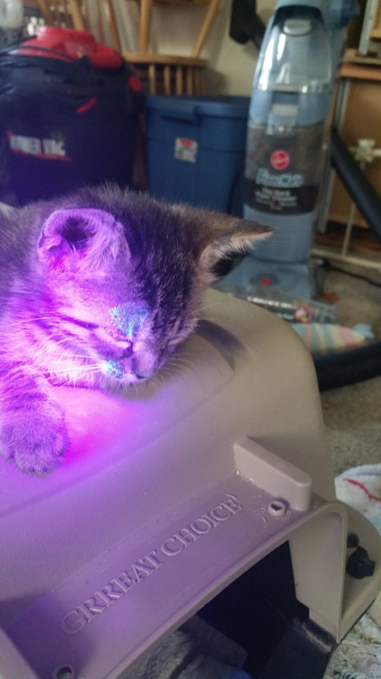 Understanding Feline Ringworm Glow – Fostering Cats